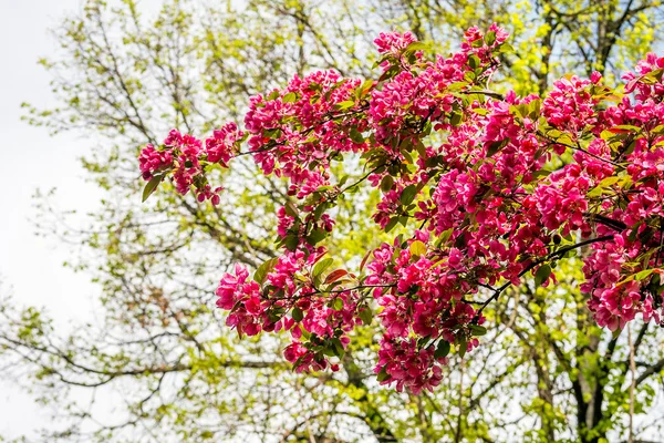 Blooming Apple tree Malus 'Royal beauty' - Stock Image - Everypixel