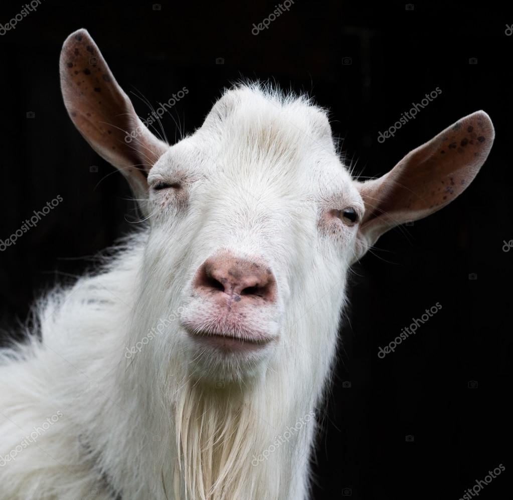 White Goat