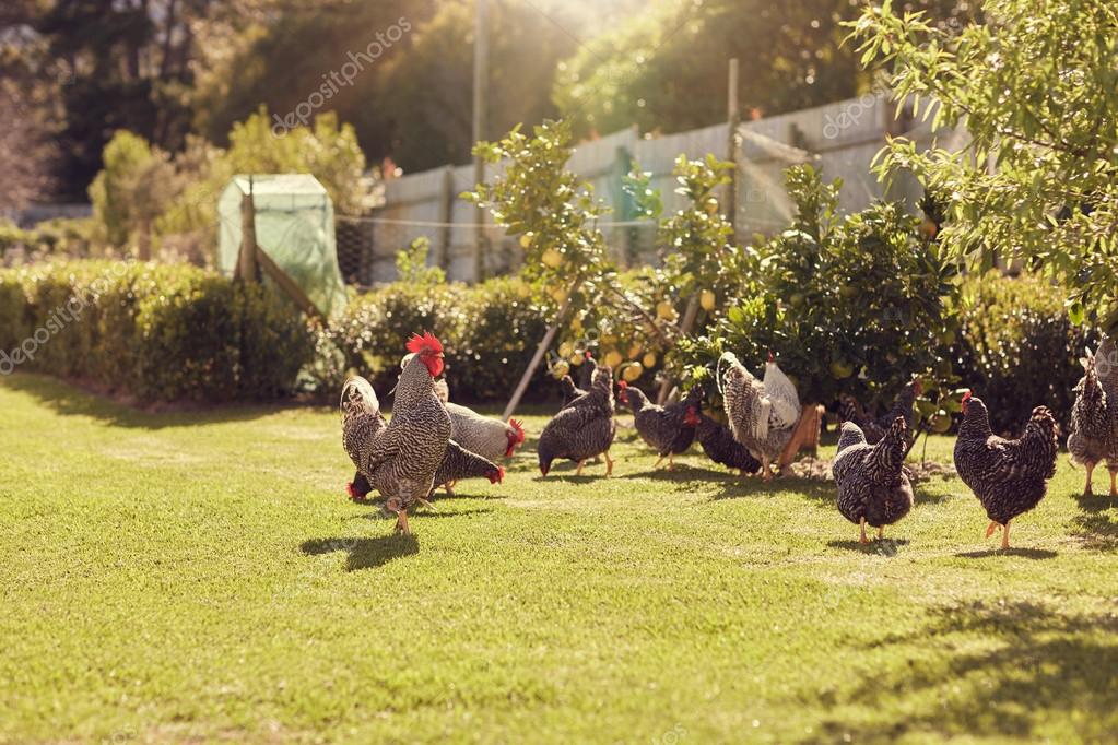 Chickens walking around lawned garden — Stock Photo © mavoimages #101984938