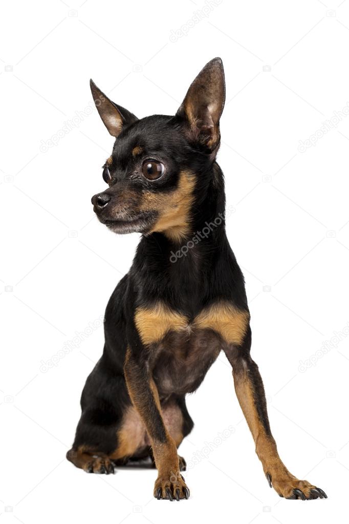 Toy terrier mini — Stock Photo © DevidDO #95402136