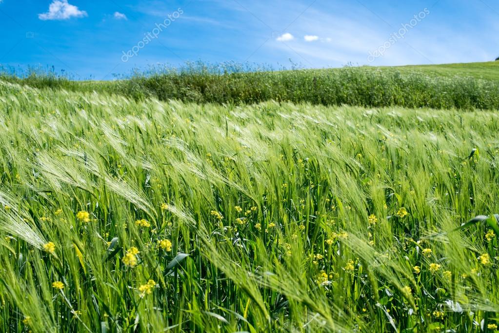 Big Fields of wheat Stock Photo by ©maxics 103099936