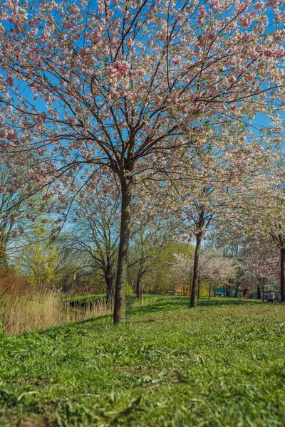 Bloesempark Stock Photos, Royalty Free Bloesempark Images | Depositphotos