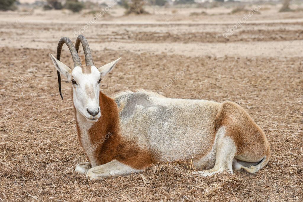 Oryx con cuernos de cimitarra, el oryx del Sahara en el desierto ...