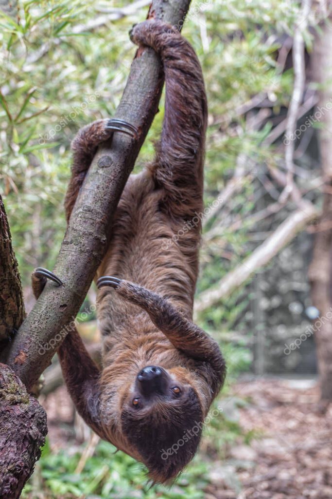 La pereza está colgando boca abajo en el árbol. Retrato Fotografía ...