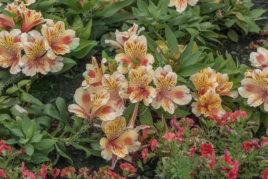 Alstroemeria, lirio peruano o lirio de los Incas, plantas con flores ...