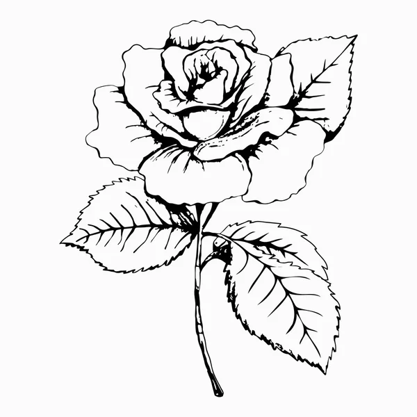 Fekete-fehér digitális rajz vázlat Rózsa — Stock Vektor © karakotsya ...