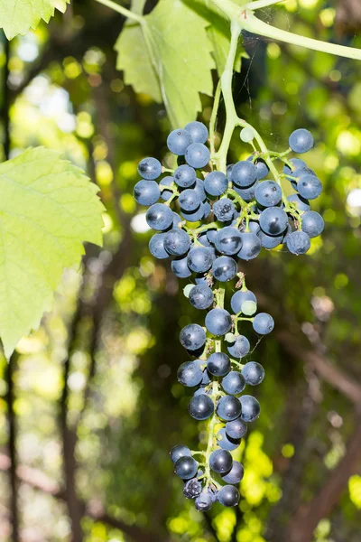Vineyards at sunset in autumn harvest. Ripe grapes in fall. Juicy, ripe ...