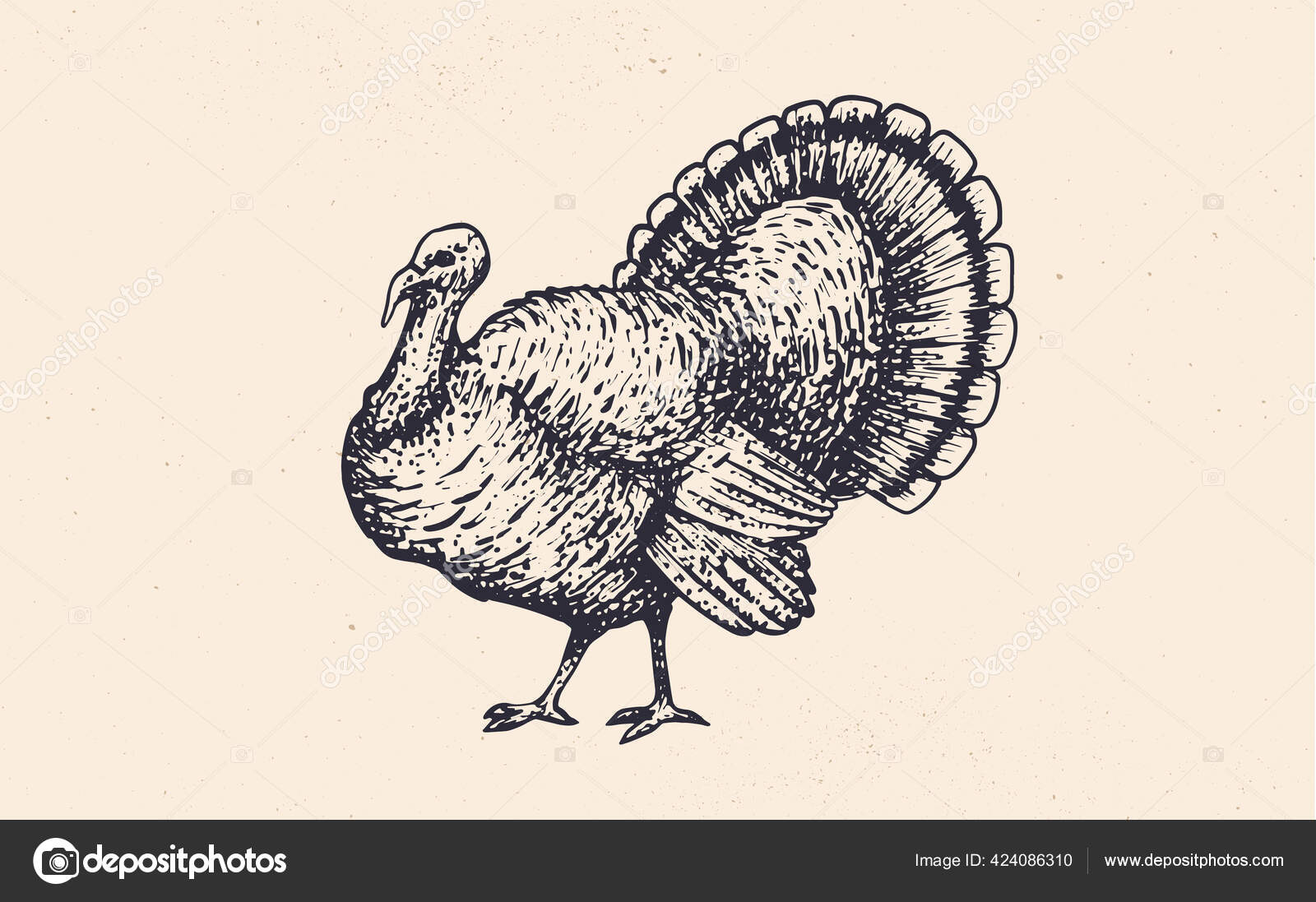 Turkey Drawing Images