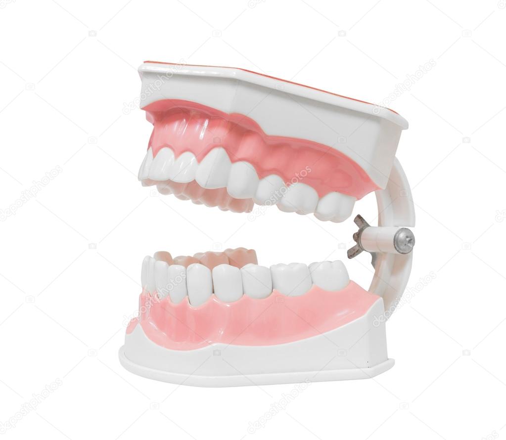 Dental Model of Teeth Stock Photo by ©Pramot 120622400