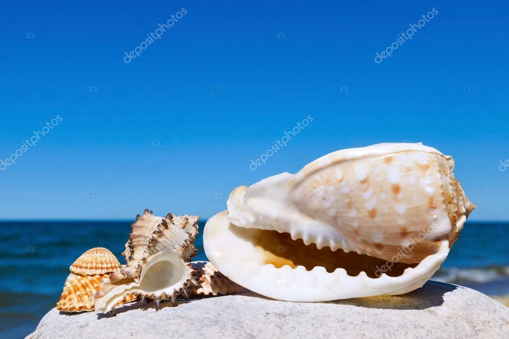 Exotic shells on the sea and blue sky background. Space for text Stock ...