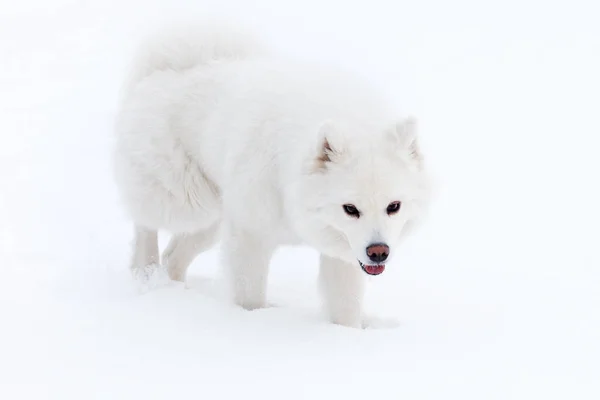 Polar wolf Stock Photos, Royalty Free Polar wolf Images | Depositphotos