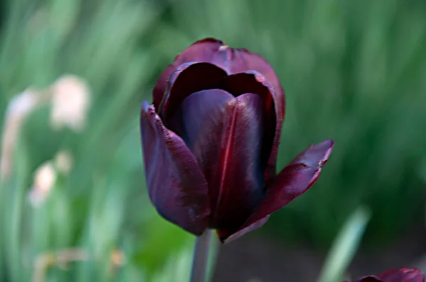 Tulipa Preta