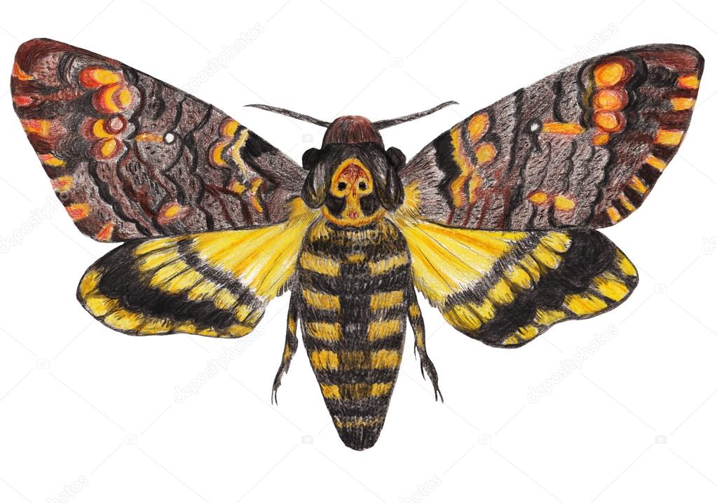 Death's-head moth on white isolated background Stock Photo by ©loveless ...