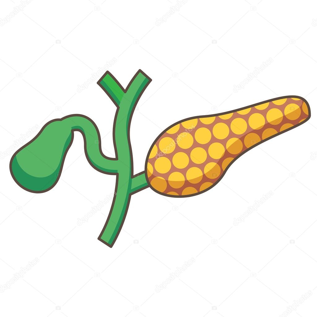 Gallbladder Clip Art