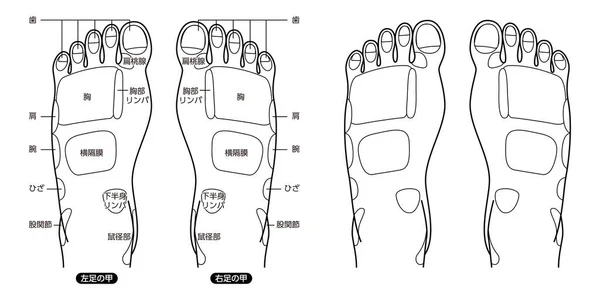 51 Foot Reflexology Chart Stock Illustrations Depositphotos®