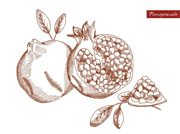 Set of nuts, vector illustration Stock Vector by ©Dritata 95513694