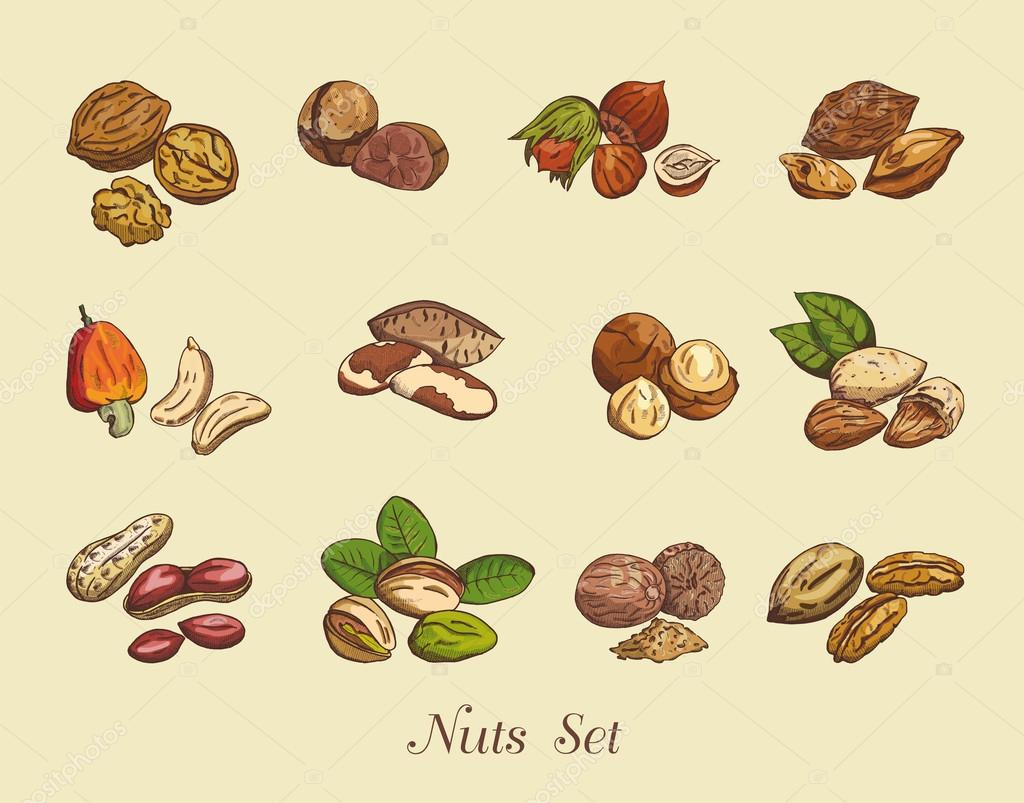 Set of nuts, vector illustration Stock Vector by ©Dritata 95513694