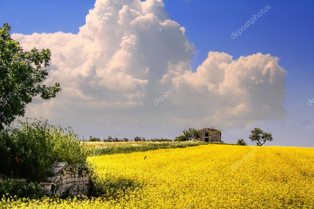 RURAL LANDSCAPE SPRING. Field of yellow flowers.ITALY(Apulia) — Stock ...