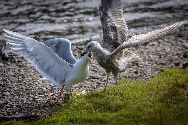 Two seagulls fighting — Stock Photo © Joosteman #7264508