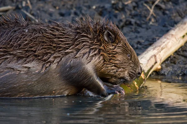 Castor comiendo Stock Photos, Royalty Free Castor comiendo Images ...