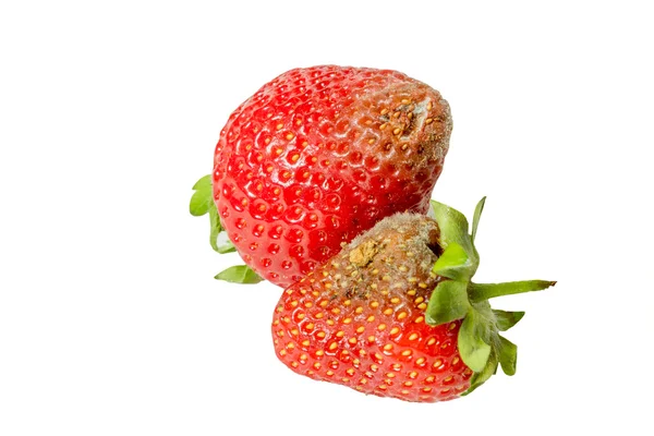 Rotten strawberries isolated on white background Stock Photo by ...