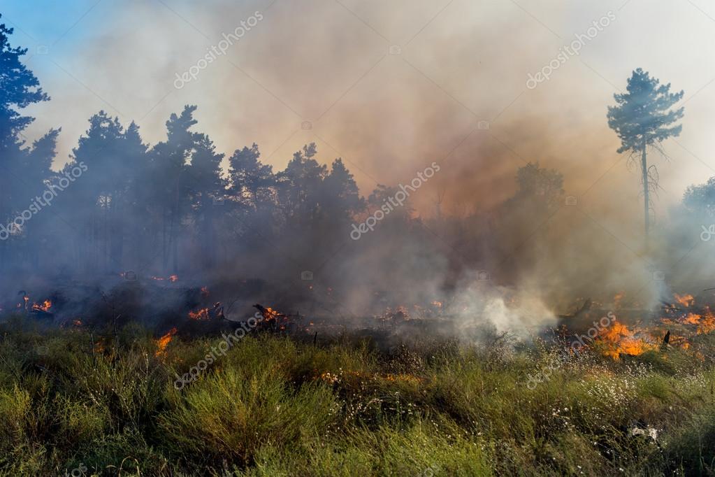 Fuego en el bosque, los árboles están quemando mucho humo .: fotografía ...