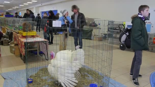 1,084 vídeos de Exposición granja, metraje de Exposición granja sin royalties | Depositphotos