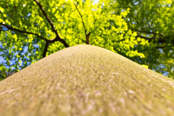 Tree / trunk texture Stock Photo by ©DaLiu 109438842