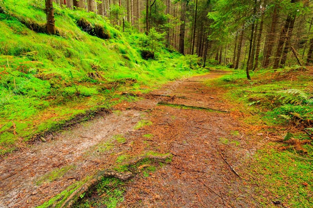 The virgin forest of the fresh green — Stock Photo © DaLiu #95727846