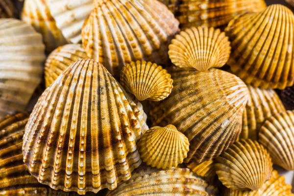 ᐈ Animals with shells stock pictures, Royalty Free animals with shells ...
