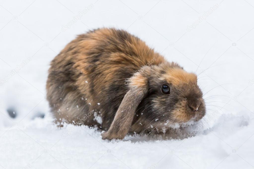 Brown Rabbit In Snow