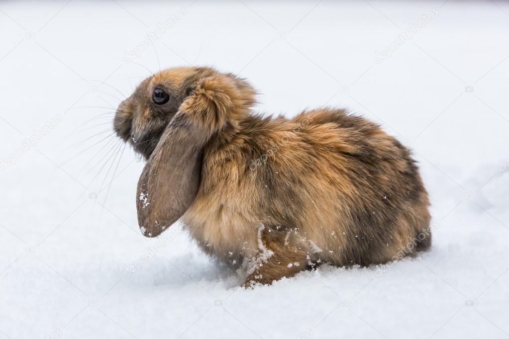 Brown Rabbit In Snow