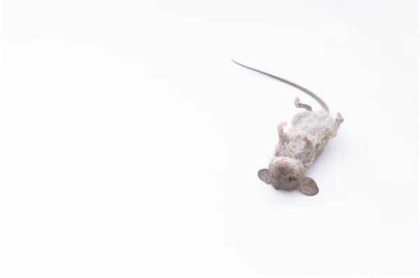 Fotos de Rato morto, Imagens de Rato morto sem royalties | Depositphotos