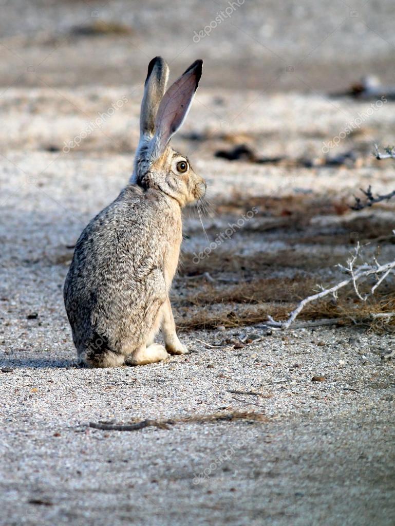 Black-tailed Jackrabbit Stock Photo by ©randimal 102720338