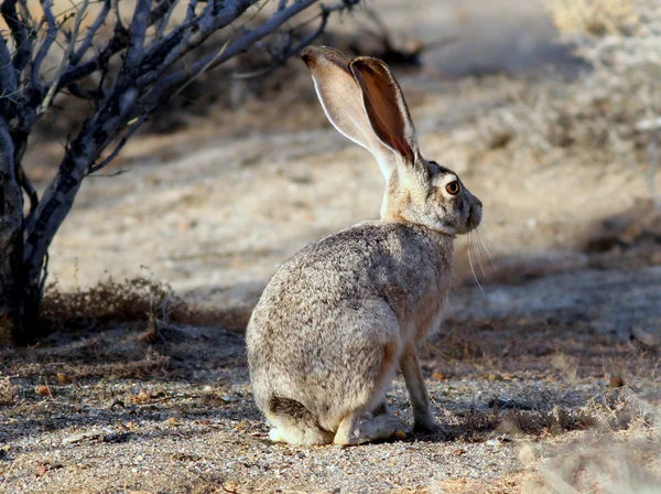 Black tailed jackrabbit Stock Photos, Royalty Free Black tailed ...