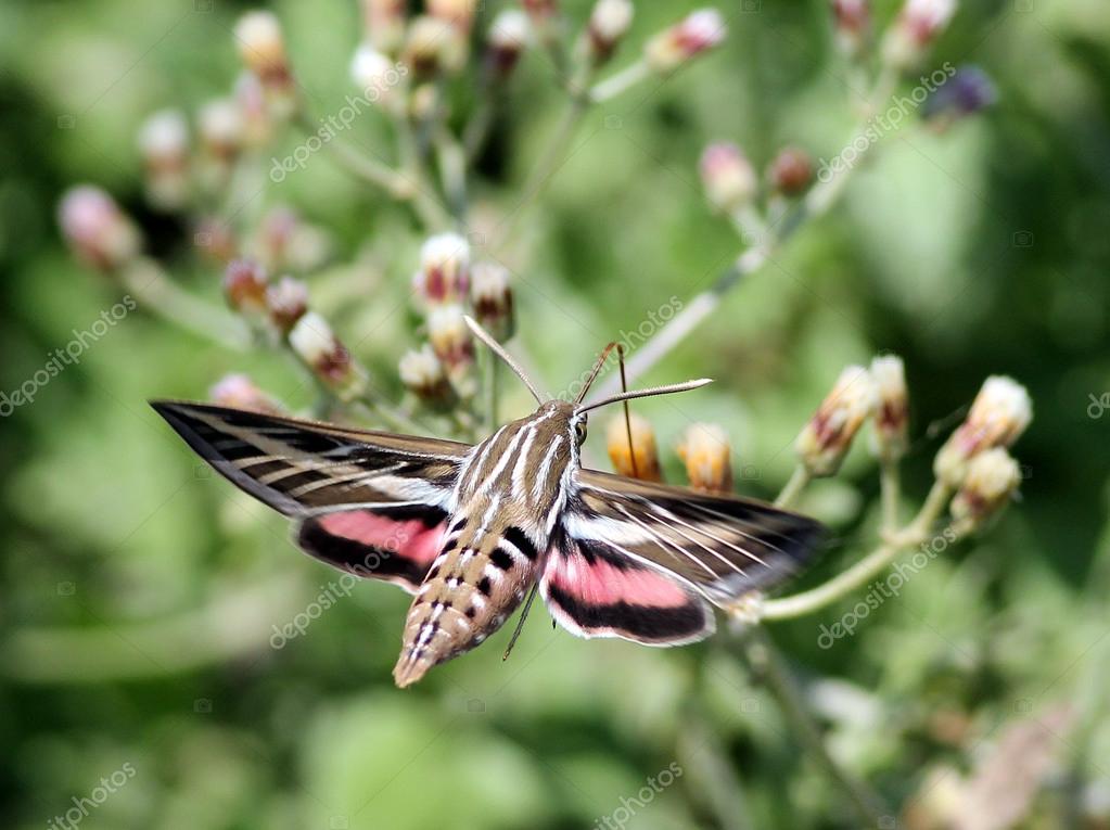 Polilla de esfinge forrada de blanco — Foto de stock #98914474 © randimal