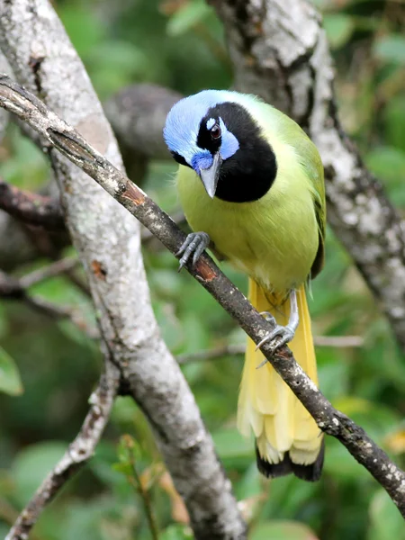 Green jay Stock Photos, Royalty Free Green jay Images | Depositphotos