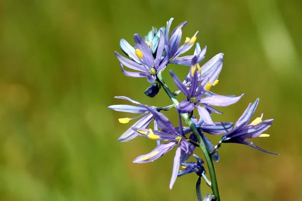 Common camas Stock Photos, Royalty Free Common camas Images | Depositphotos