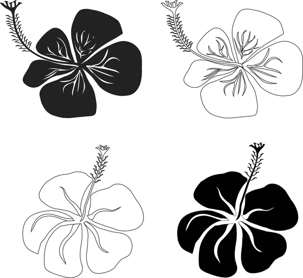 Bunga Raya Black And White