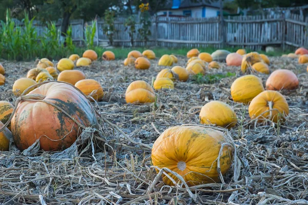 Pumpkin harvest at evening - Stock Image - Everypixel