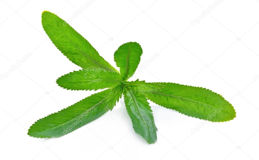 Culantro o hojas de cilantro largo sobre el fondo blanco: fotografía de ...