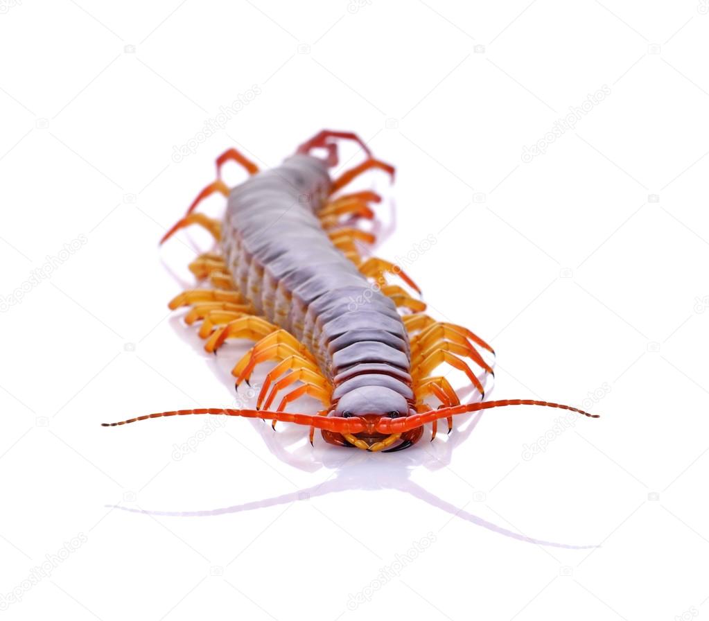 Centipede on white background Stock Photo by ©yothinpi 96905378