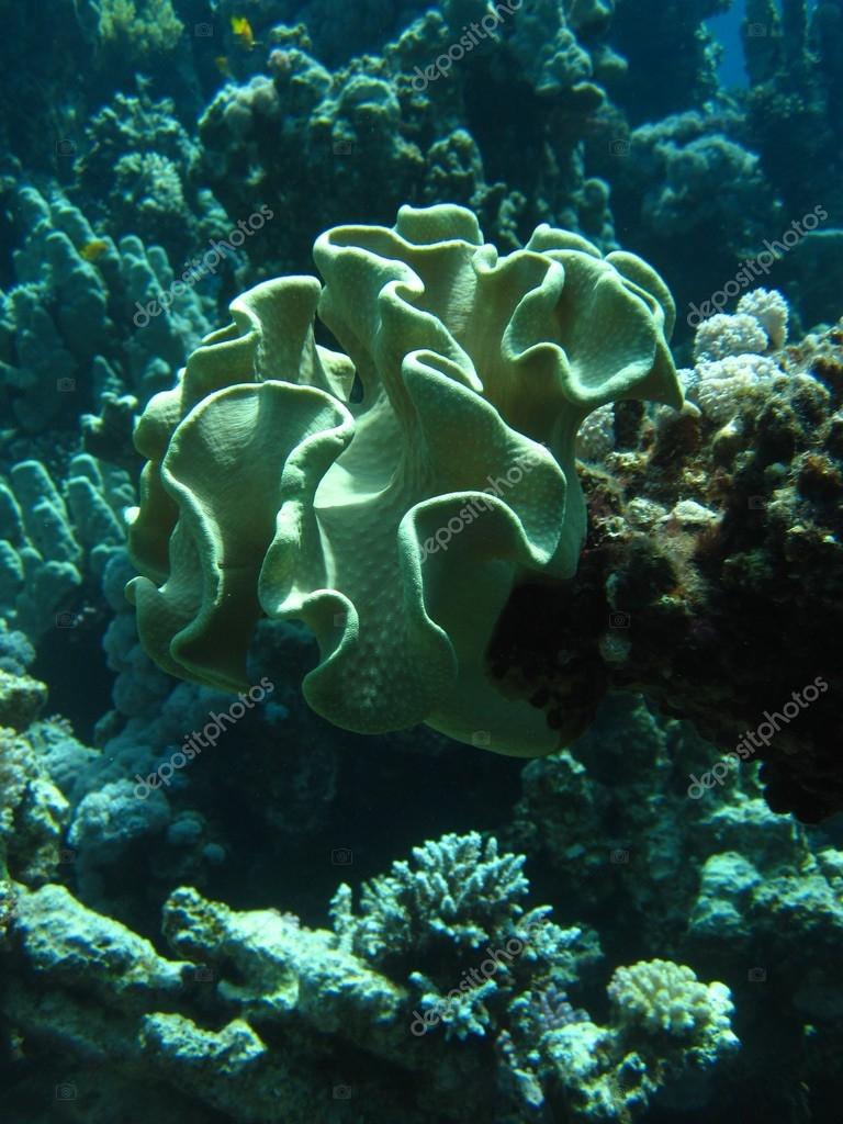 Toadstool Coral (Sarcophyton) em Mar Vermelho, Dahab, Egito, Sinai ...