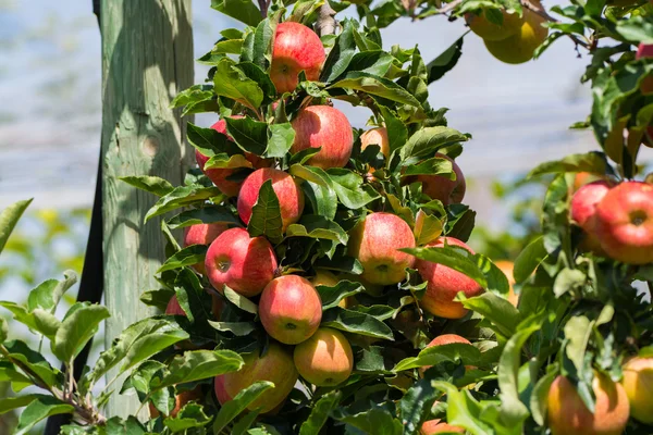 Crabapple and Wild apple. Malus is a genus of about species of small ...