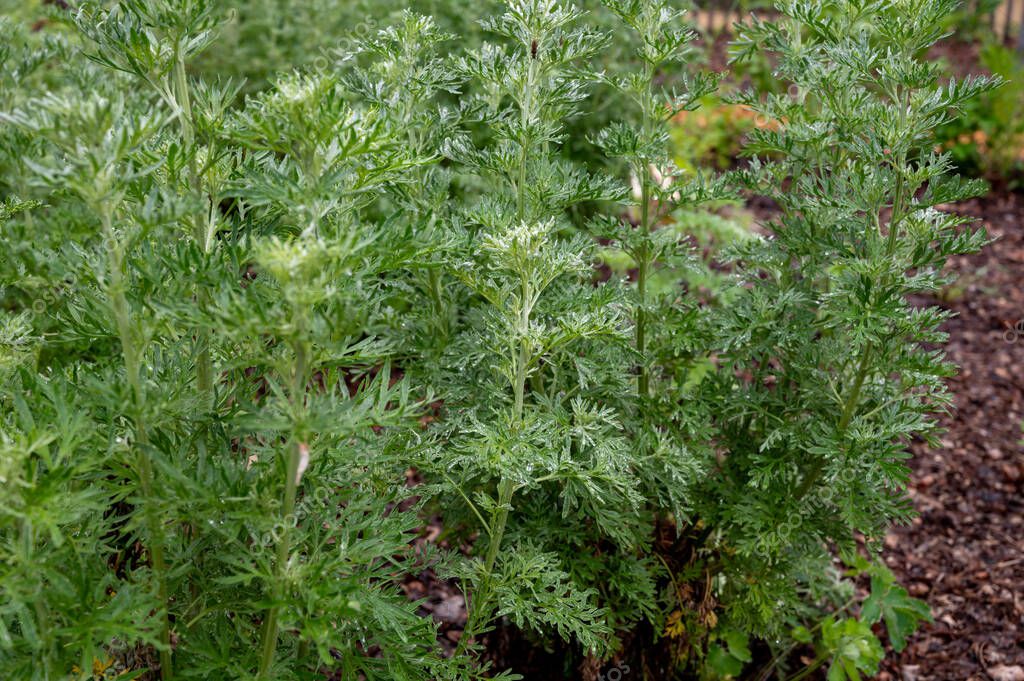 Colección botánica, hojas verdes jóvenes de Artemisia ajenjo de absenta ...