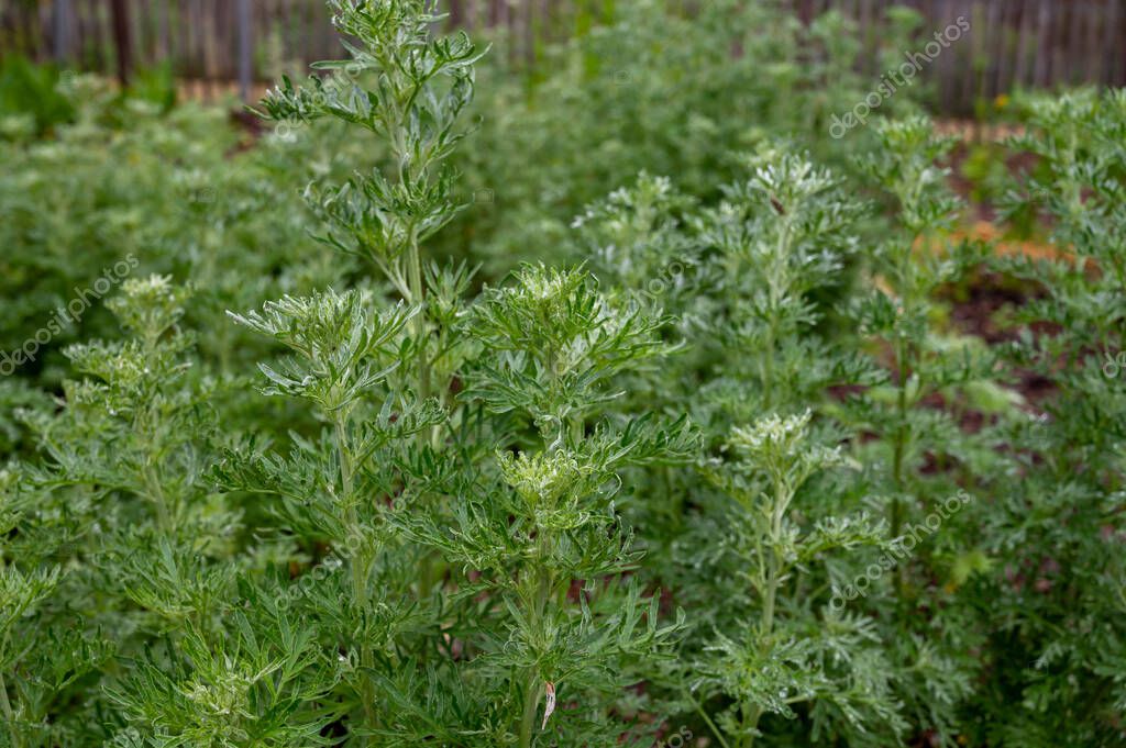 Colección botánica, hojas verdes jóvenes de Artemisia ajenjo de absenta ...
