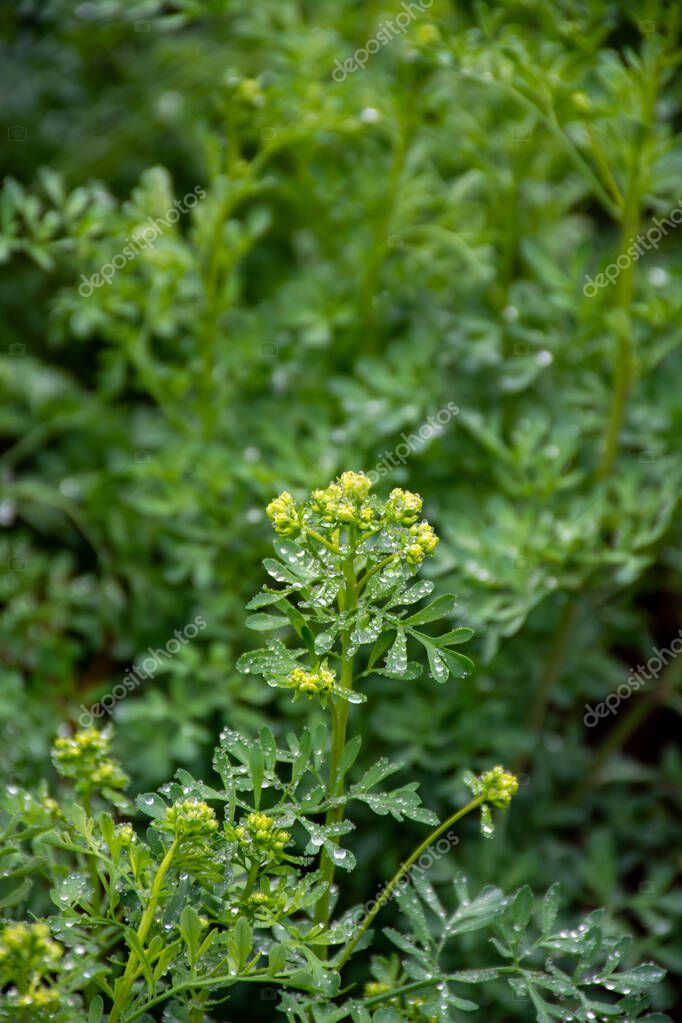 Colección botánica, Ruta graveolens planta medicinal o rue fuerte olor ...