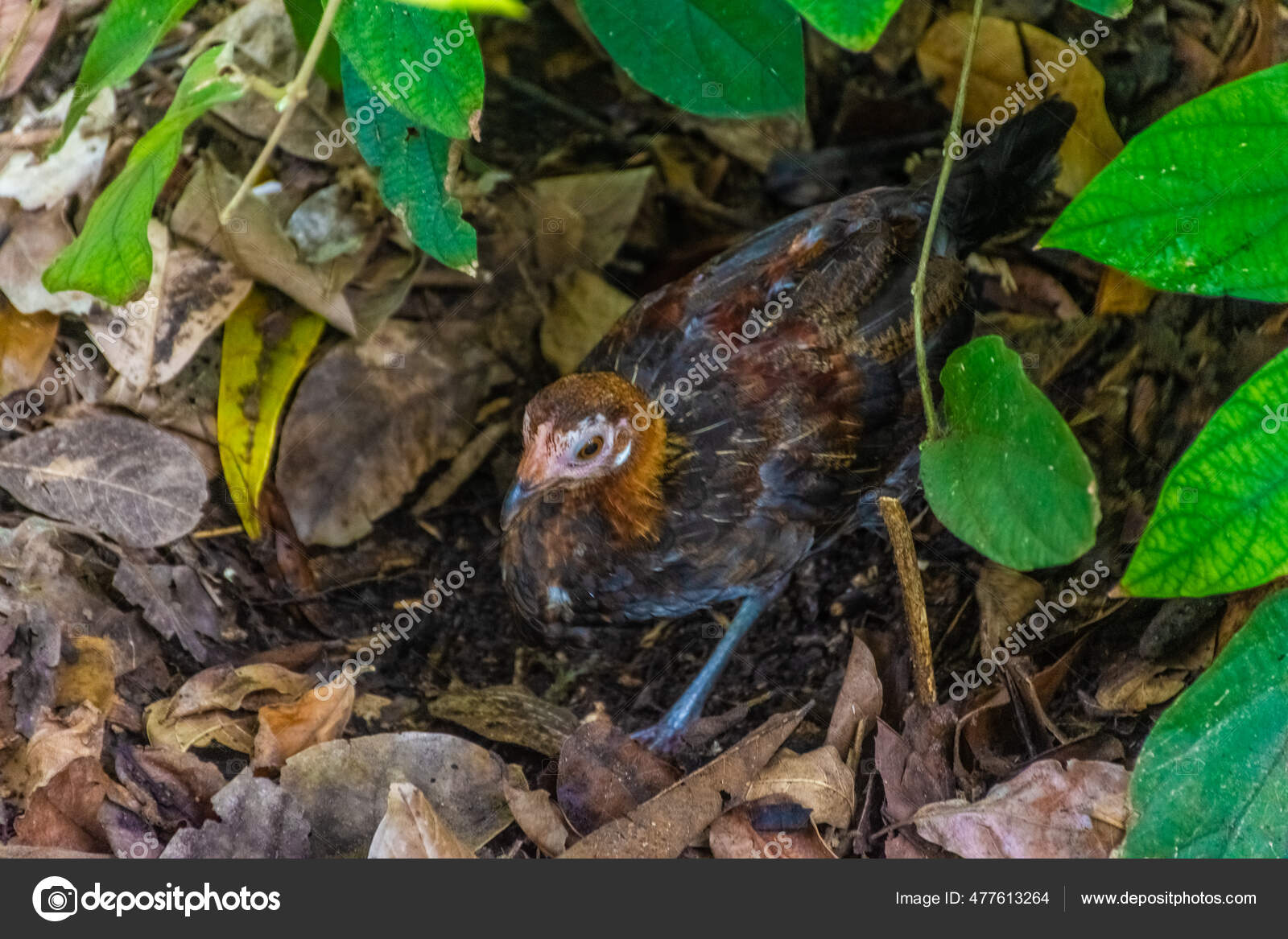 Bird Singapore Botanic Gardens — Stock Photo © stefano.zaccaria1704 ...