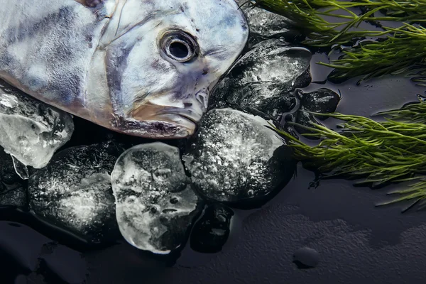 Fresh fish (Vomer or Selene setapinnis ) on melted ice dill.Fish ...