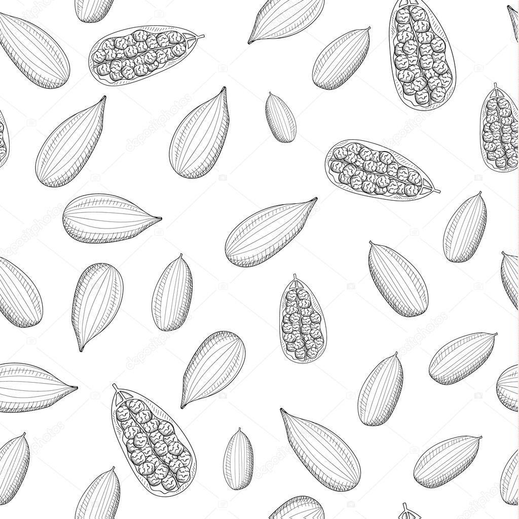 Seamless pattern with sketch cardamom . Painted herbs. Stock Vector ...